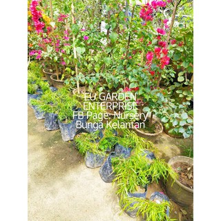 Pokok Janda Merana / Weeping Willow / Salix Babylonica ( Anak Pokok ...