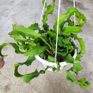 Pokok Bakawali Kerepok / Kerinting (Epiphyllum Guatemalense Bakawali ...