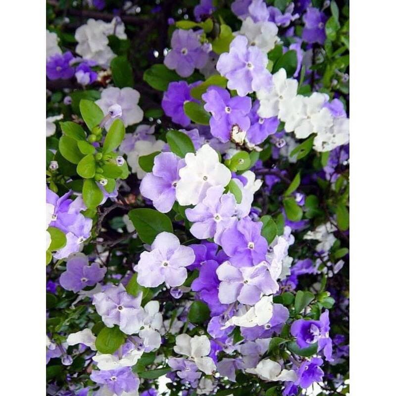 Bunga tiga warna. Bunga YTT (yesterday, today, tomorrow) Brunfelsia ...