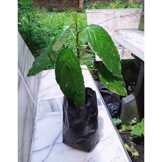 POKOK PUCUK SALANG- ANAK POKOK /6 KERATAN UNTUK SEMAIAN | Shopee Malaysia
