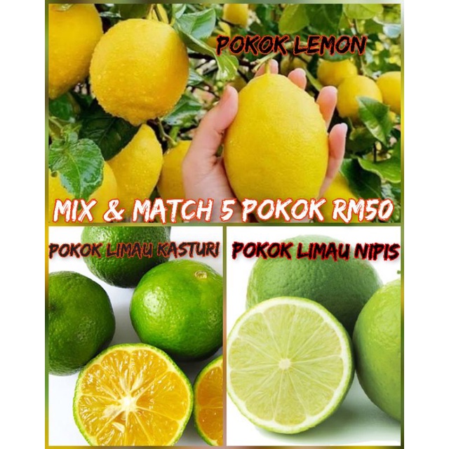 Kombo 5 Pokok Limau (Lemon + Kasturi + Nipis) | Shopee Malaysia