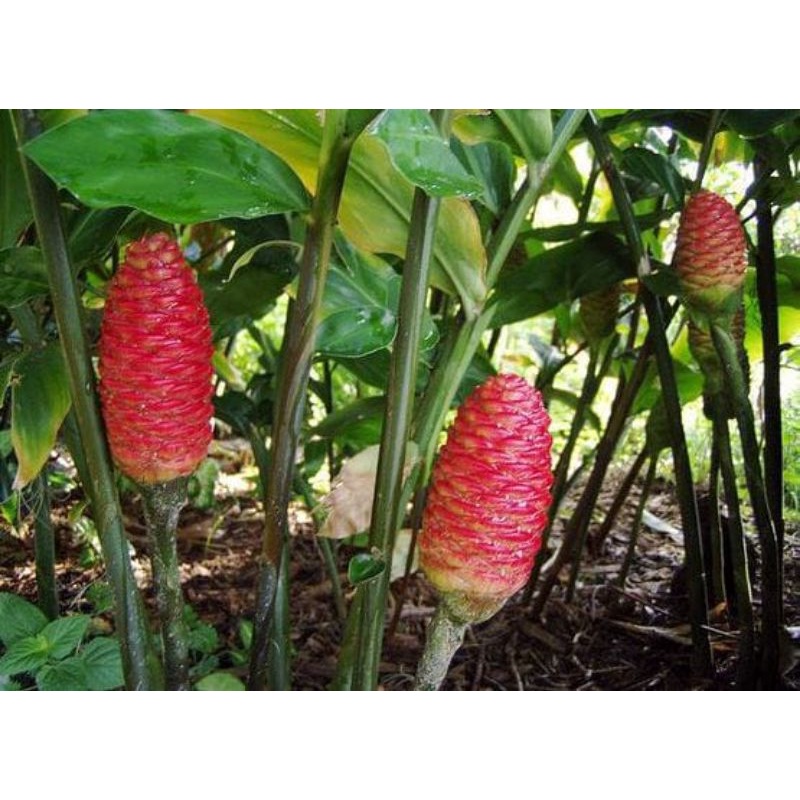 [Ready Stock] POKOK LEMPOYANG - Tanaman Herba-Zingiber Zerumbet ...