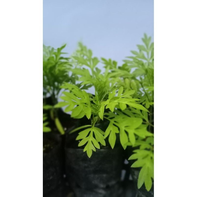 Pokok Ulam Raja, Tenggek Burung, Salam, Ramunggai, Lemak Ketam, Serai ...