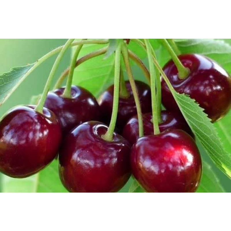 Pokok Ceri Australia Limited Edition | Shopee Malaysia