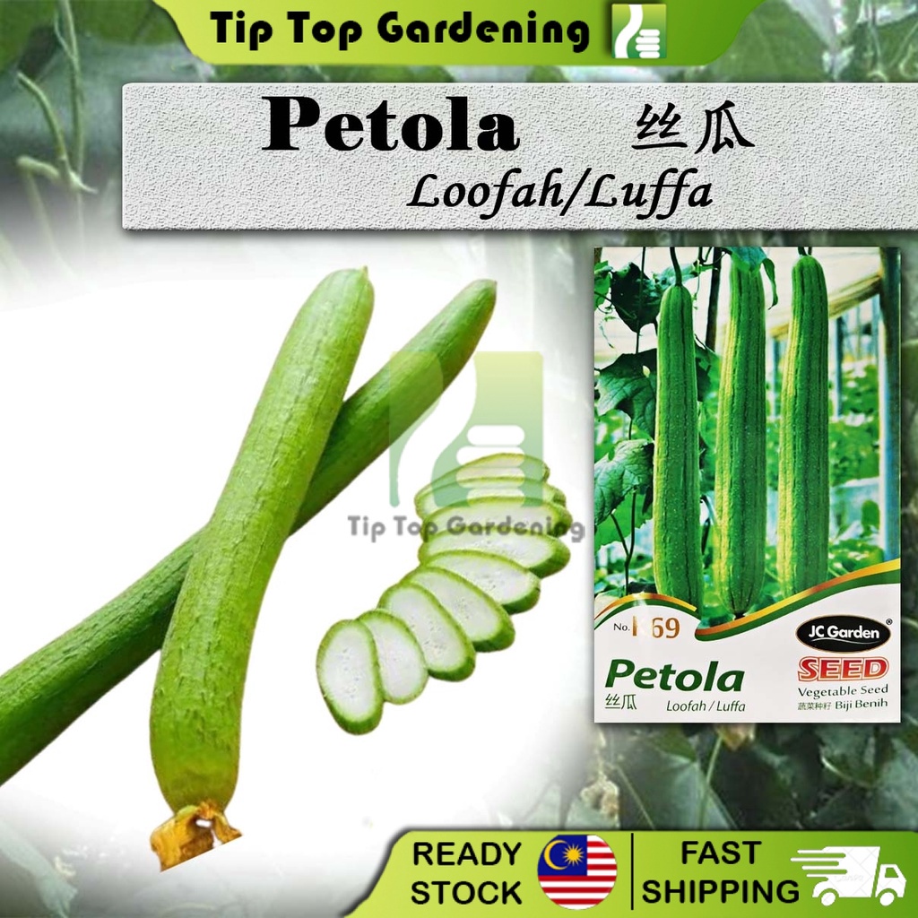K69 PETOLA LOOFAH / LUFFA JC GARDEN VEGETABLE SEED BIJIH BENIH | Shopee ...