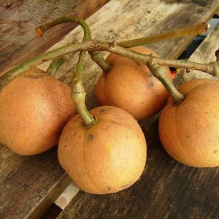 Anak Pokok Tampoi Pokok Rare Buah Lebat | Shopee Malaysia