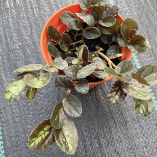 Pellionia Repens/ Procris Repens/ Watermelon Begonia (LIVE PLANT ...