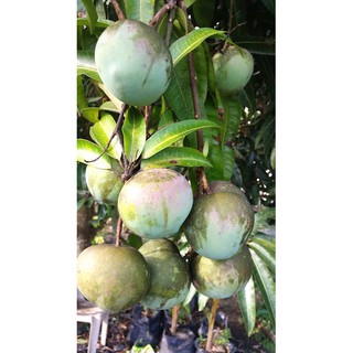 Anak Pokok Mangga Epal Hybrid | Shopee Malaysia