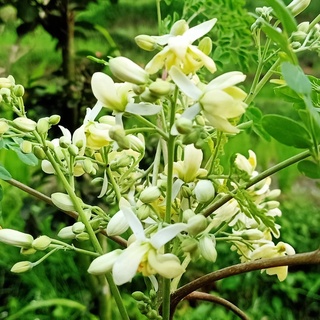 Anak Pokok Kelor Kelur Munggai Murungai Moringa Oleifera Senang Tumbuh ...