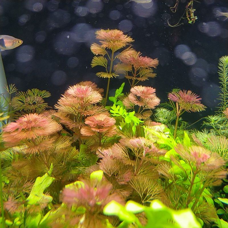 red cabomba (Cabomba furcata) lowtech plant | Shopee Malaysia