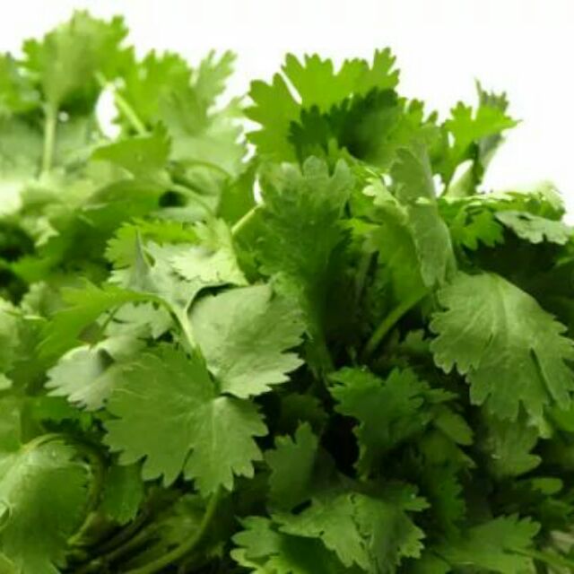 200 biji Daun Ketumbar 200 seeds Coriander | Shopee Malaysia