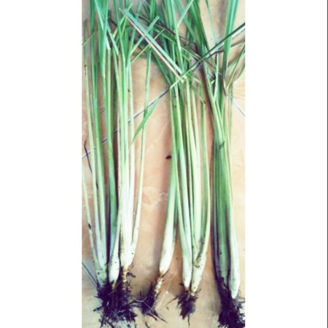 5 batang serai termasuk akar untuk sedia di tanam / lemongrass and ...