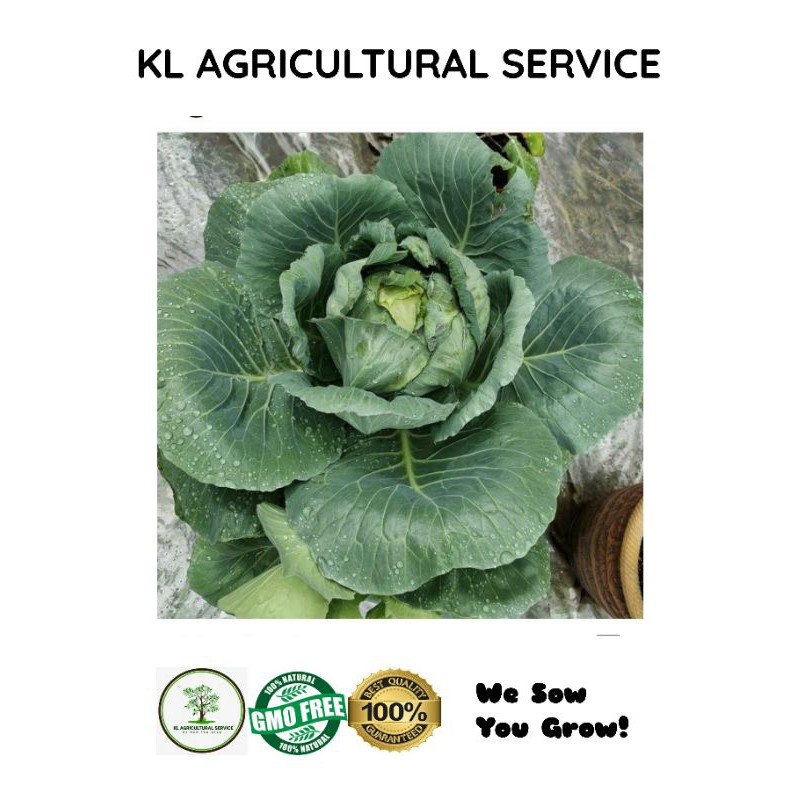 CABBAGE ( KUBIS BULAT ) | Shopee Malaysia