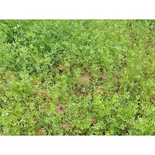 Benih Rumput Alfalfa (700biji) | Shopee Malaysia