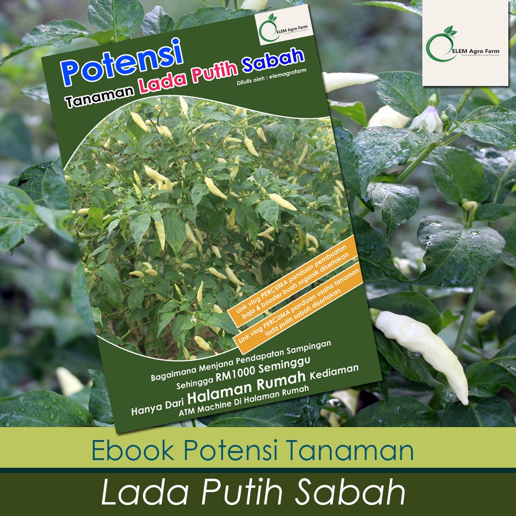 POTENSI TANAMAN LADA PUTIH SABAH | Shopee Malaysia