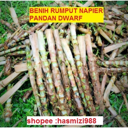 NAPIER PANDAN / DWARF NAPIER Rumput Napier 1 batang | Shopee Malaysia