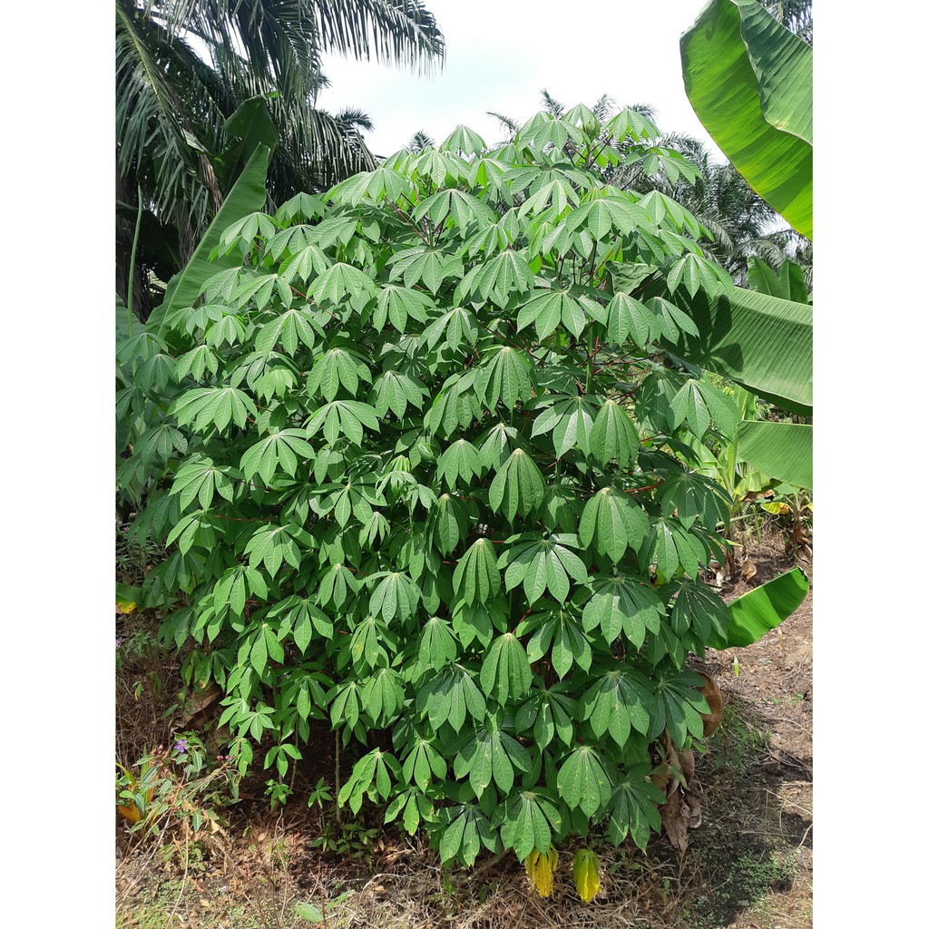 5 keratan batang pokok ubi kayu BATANG TANGKAI MERAH DAUN HIJAU ...