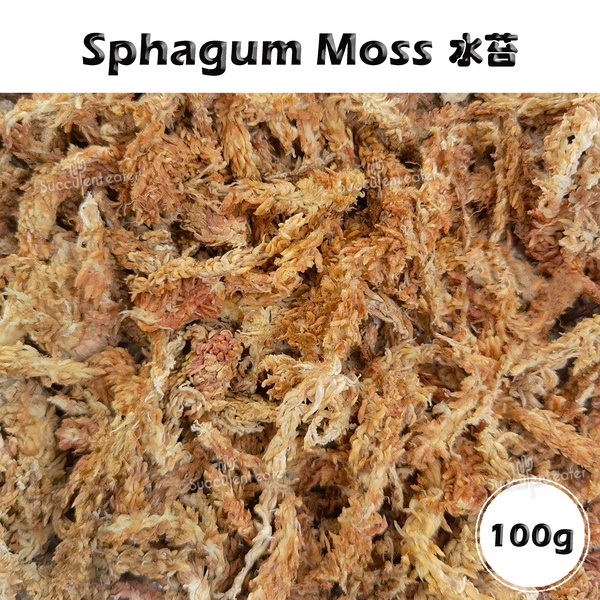 Chilean Sphagnum moss 7A Premium 智利水苔 | Shopee Malaysia