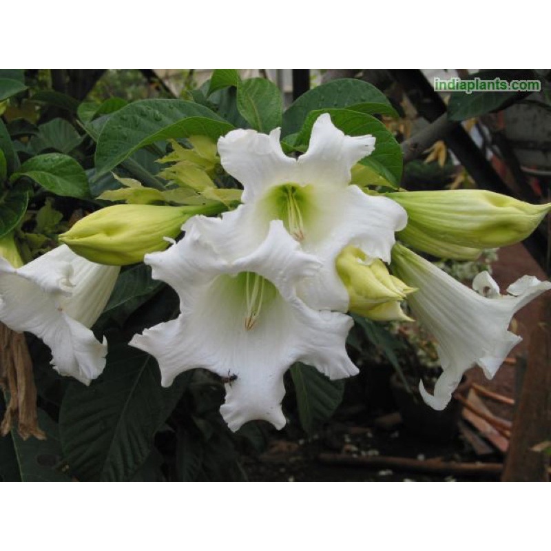 Anak Pokok Bunga Nepal Trumpet Putih / WHITE Nepal Trumpet | Shopee ...