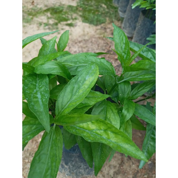 Pokok Belalai gajah. | Shopee Malaysia