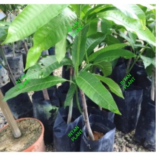 ANAK POKOK KUINI / KONEN / KUINING / MANGIFRA ODORATA / 女王树 / 桂宁树 ...