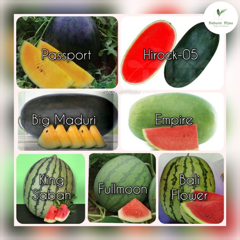 PELBAGAI Biji benih TEMBIKAI WATERMELON seeds manis juicy besar ...