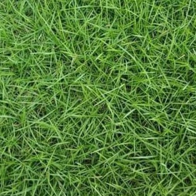 Rumput Carpet Japanese Grass Rumput Jepun murah | Shopee Malaysia