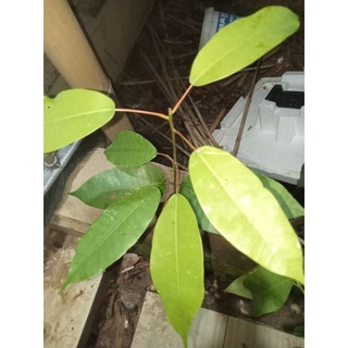Pokok Merpauh / Swintonia spp | Shopee Malaysia