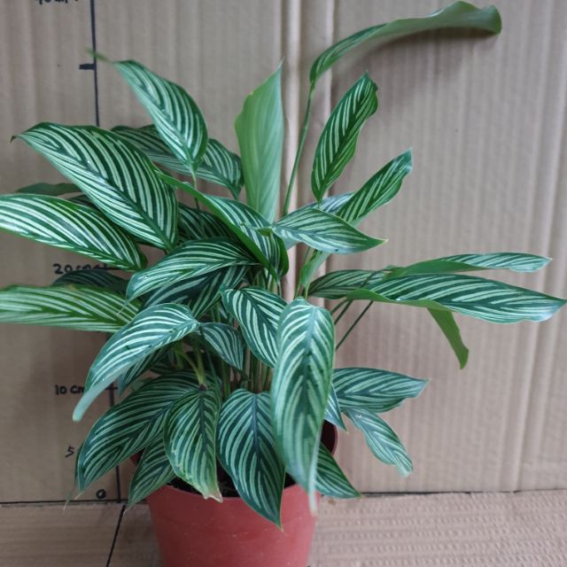 CALATHEA/POKOK HIDUP CALATHEA | Shopee Malaysia