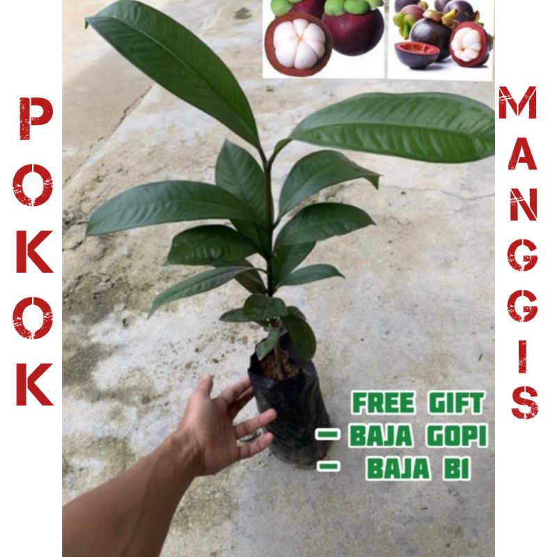 ANAK POKOK MANGGIS ( BIJI ) | Shopee Malaysia