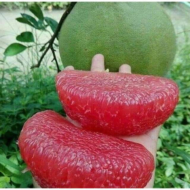 Limau bali merah / pokok limau bali merah/ limau bali merah cepat ...