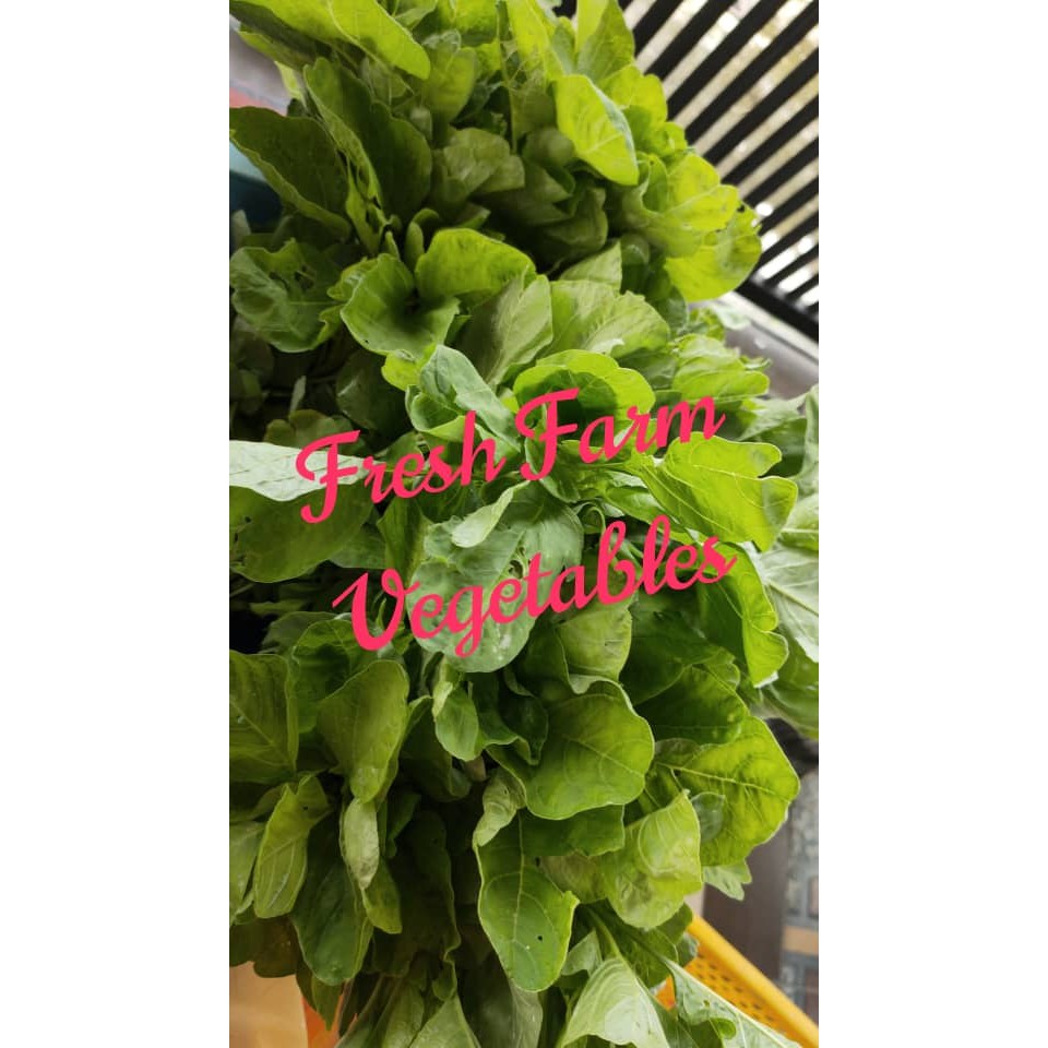 Green Spinach / Bayam Hijau 500g | Shopee Malaysia