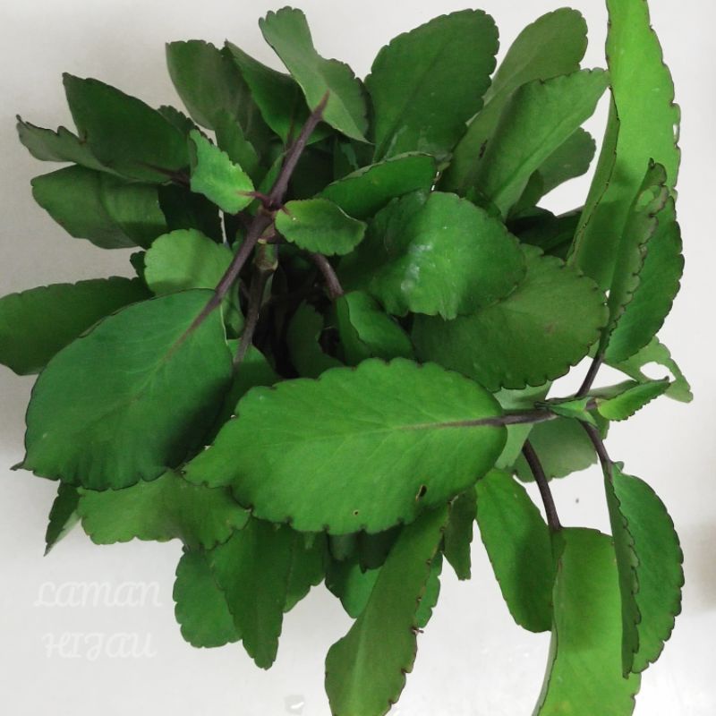 Pokok Setawar Kampung/ Sedingin 2 anak pokok berakar/Pokok ubat ...