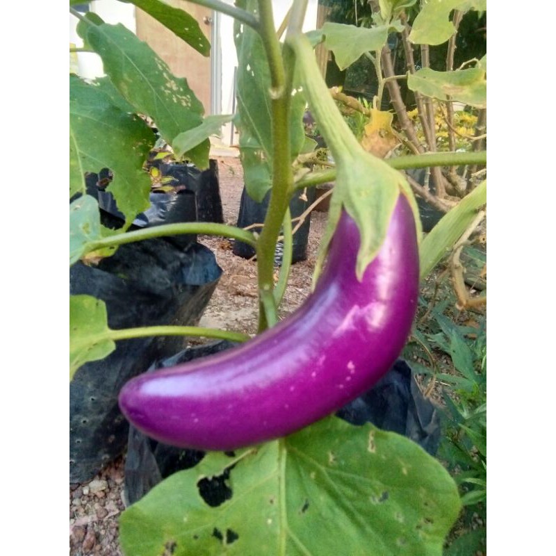 Anak Pokok Terung Ungu (Polybag) | Shopee Malaysia