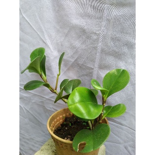 Mas Cotek Jantan @ Ficus Deltoidea | Shopee Malaysia