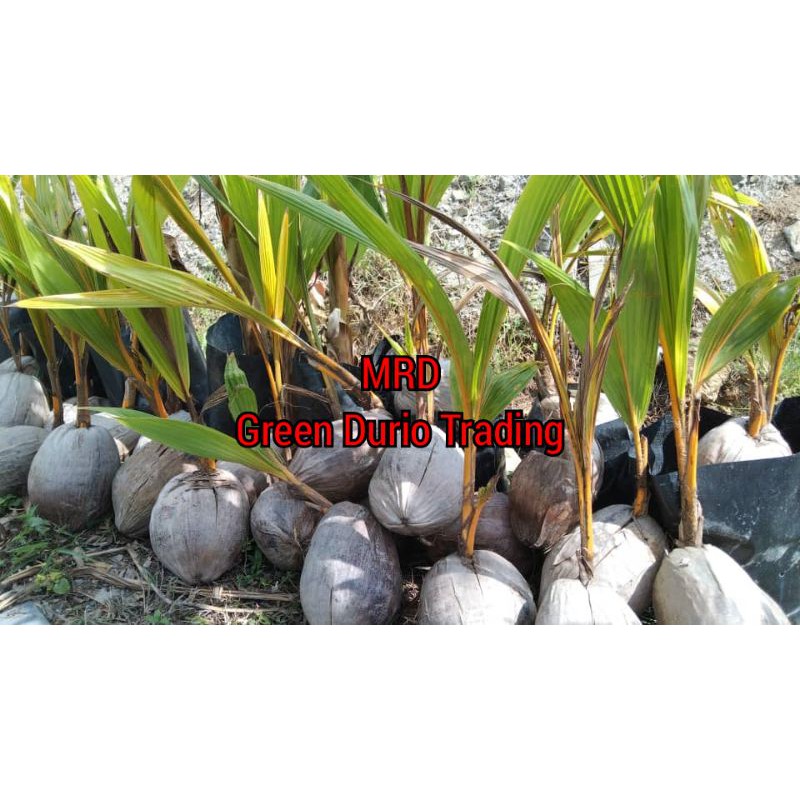 MRD: ANAK POKOK KELAPA MALAYAN RED DWARF (MRD) | Shopee Malaysia