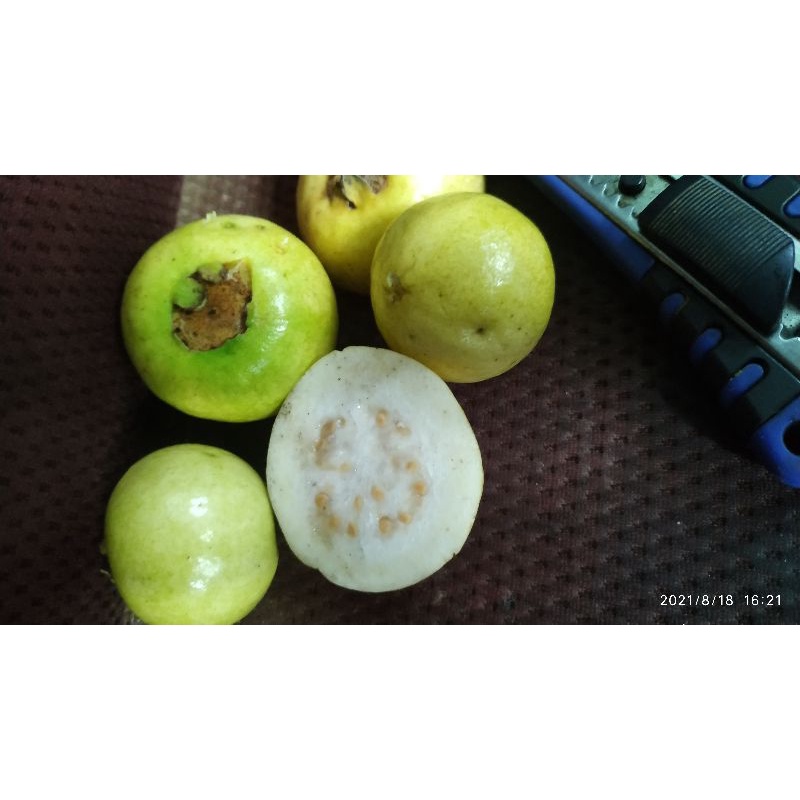 Jambu batu isi putih / jambu kampung | Shopee Malaysia