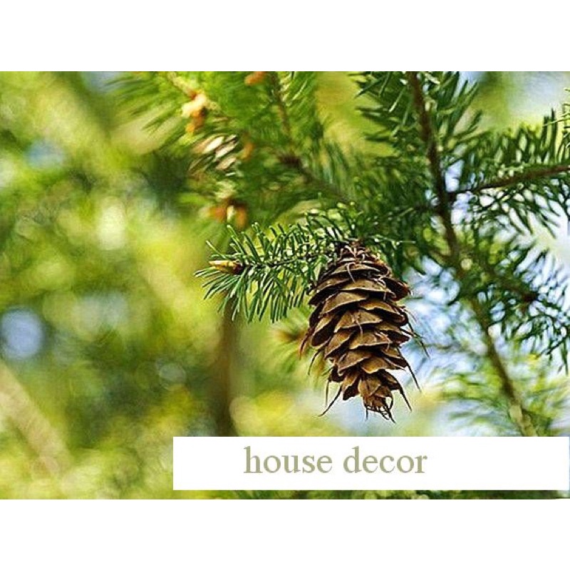 Biji Pokok Pine (Pinus) | Shopee Malaysia