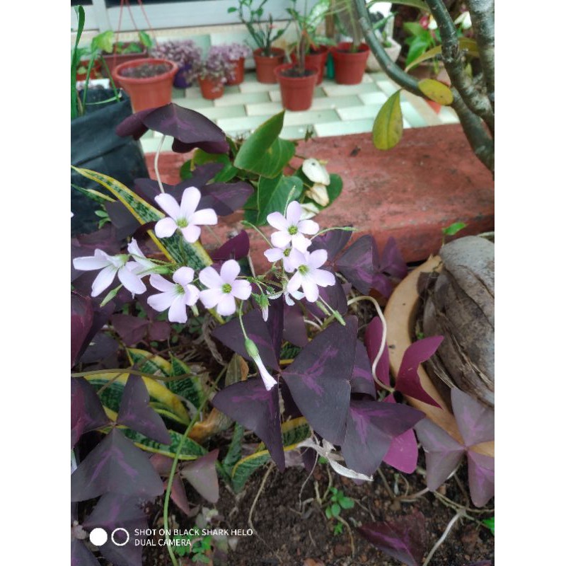 ^^Pokok Rama Rama^^ (oxalis triangularis) | Shopee Malaysia