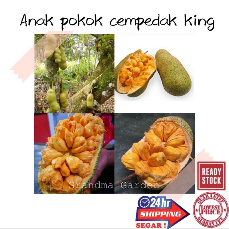(GG real plant) anak pokok cempedak king ^ cepat berbuah hybrid premium ...