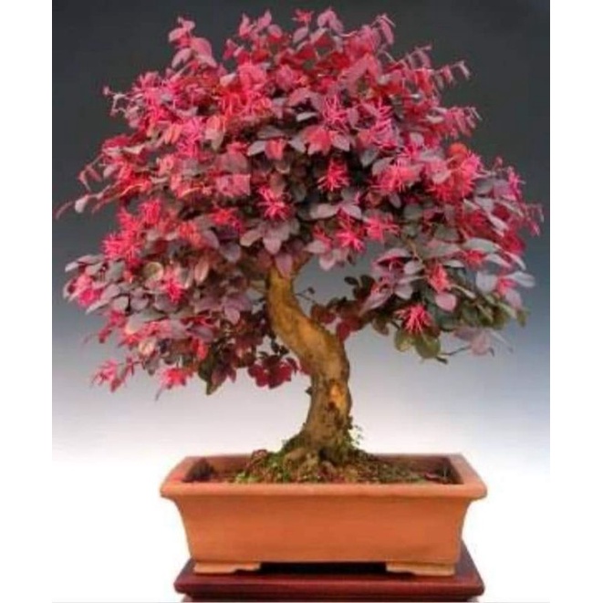 Loropetalum chinese pokok hidup full sun | Shopee Malaysia