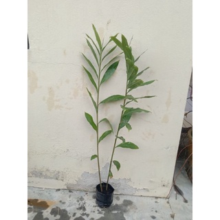 [Ready Stock] POKOK LEMPOYANG - Tanaman Herba-Zingiber Zerumbet ...