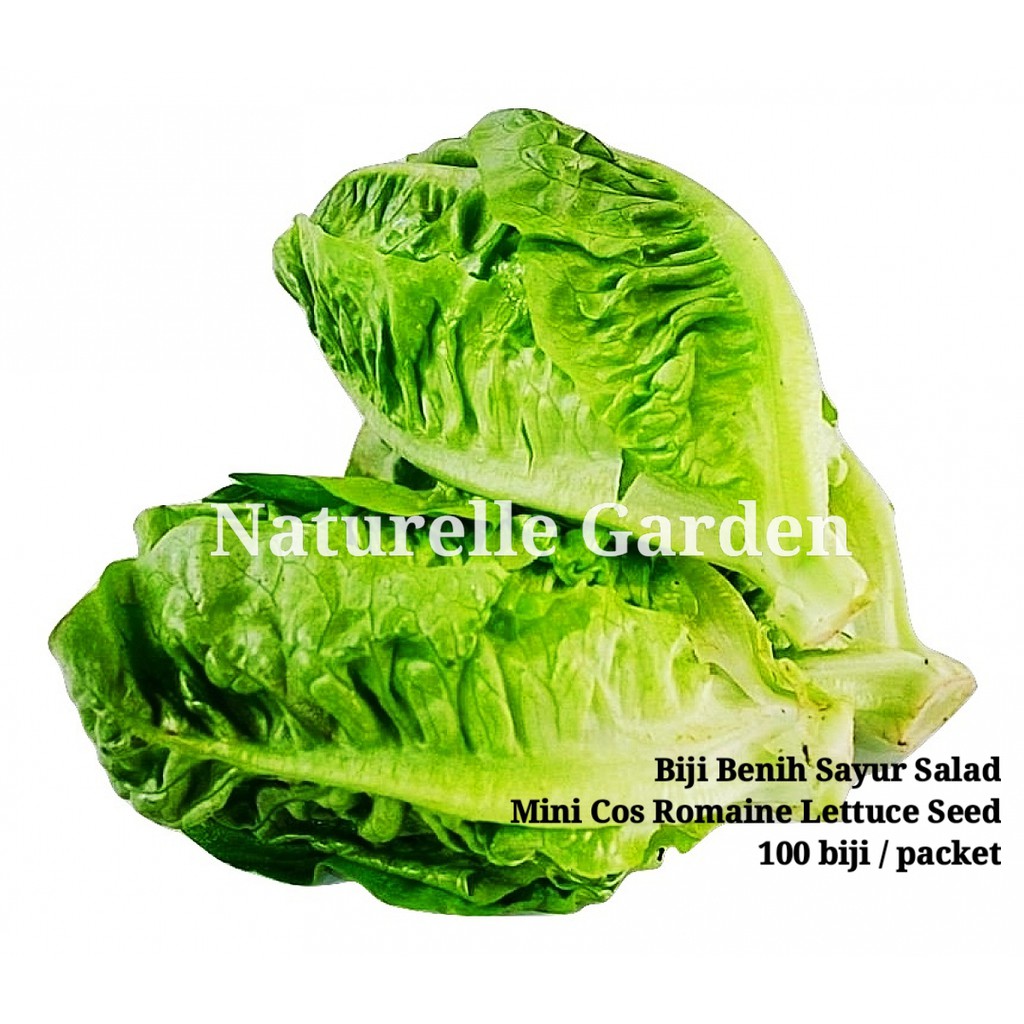 Benih Sayur Salad Mini Cos Romaine Lettuce Seed Benih Sayur Vegetable ...