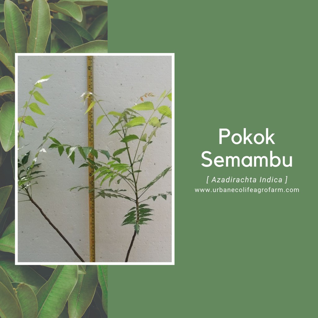 Anak Pokok Semambu (Azadirachta Indica) | Shopee Malaysia