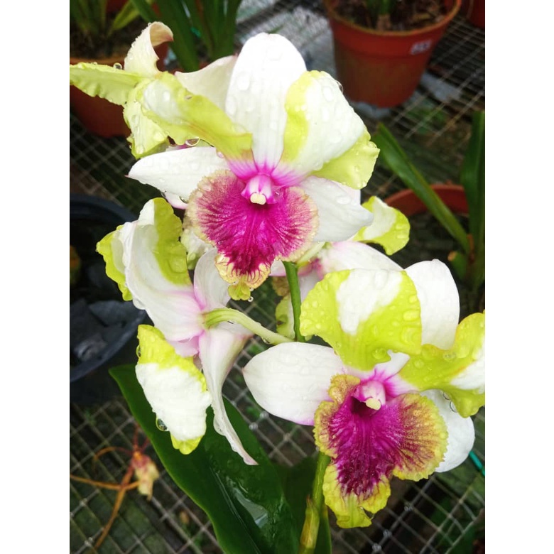 Dendrobium Dragon Eyes - with flower/spike | Shopee Malaysia