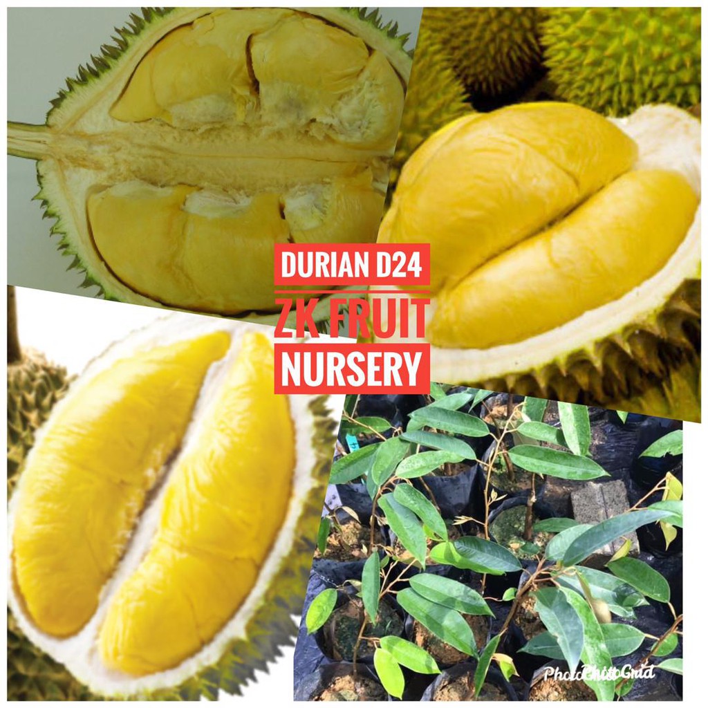 Anak Pokok Durian D24 | Shopee Malaysia