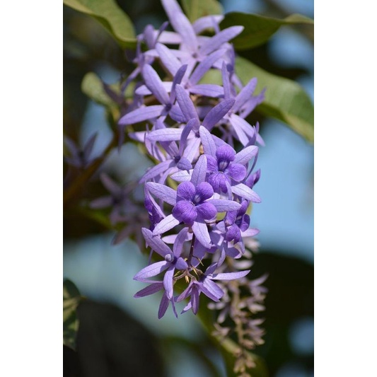 Pokok Bunga Sandpaper Vine Purple ( Queens Wreath / Purple Wreath ...