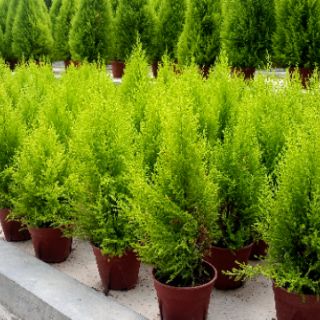 Anak Pokok Ru Cantik Anak Pokok Rhu Matang Live Pot Plant Pokok Bunga ...