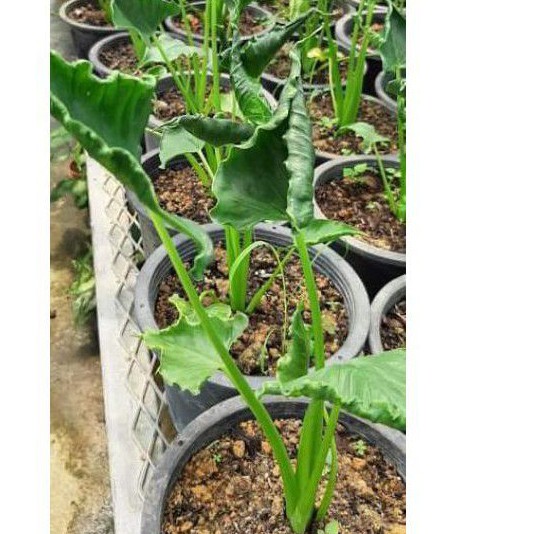 Pokok Alocasia Triangularis Crinkle Karipap | Shopee Malaysia