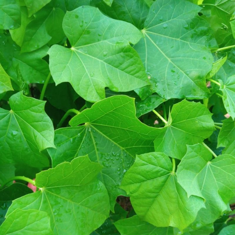 Daun pokok jarak pagar 20 helai | Shopee Malaysia